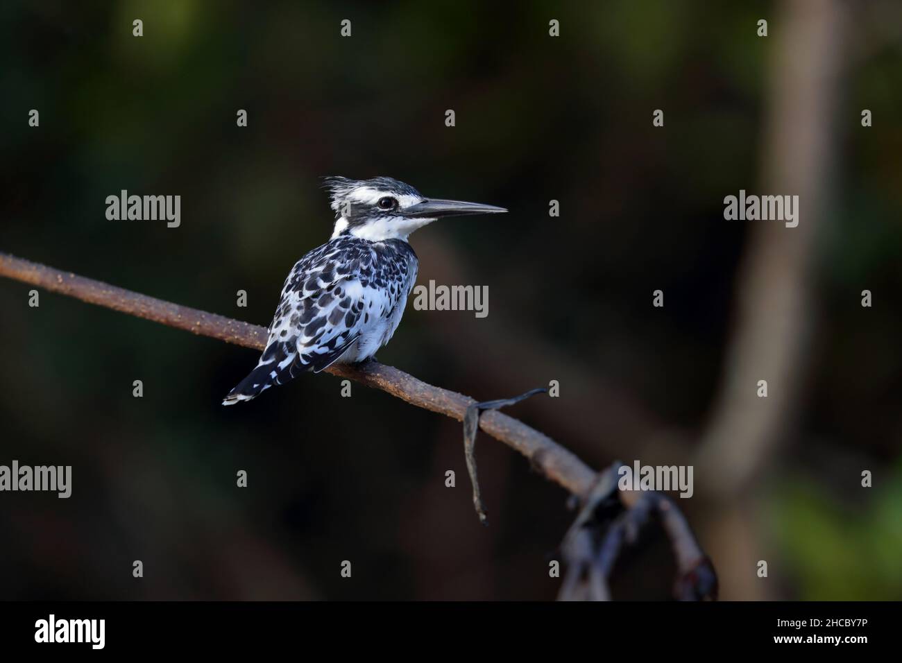 A male Pied kingfisher (Ceryle rudis) in the Gambia, West Africa Stock Photo - Alamy