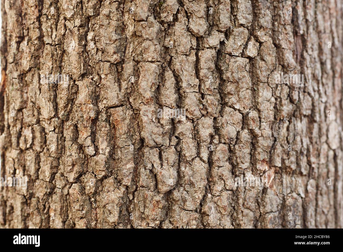 Background picture of tree bark, tree structure Stock Photo - Alamy