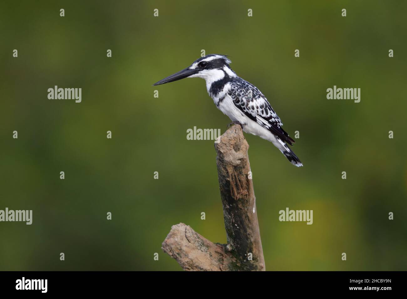 A male Pied kingfisher (Ceryle rudis) in the Gambia, West Africa Stock Photo - Alamy