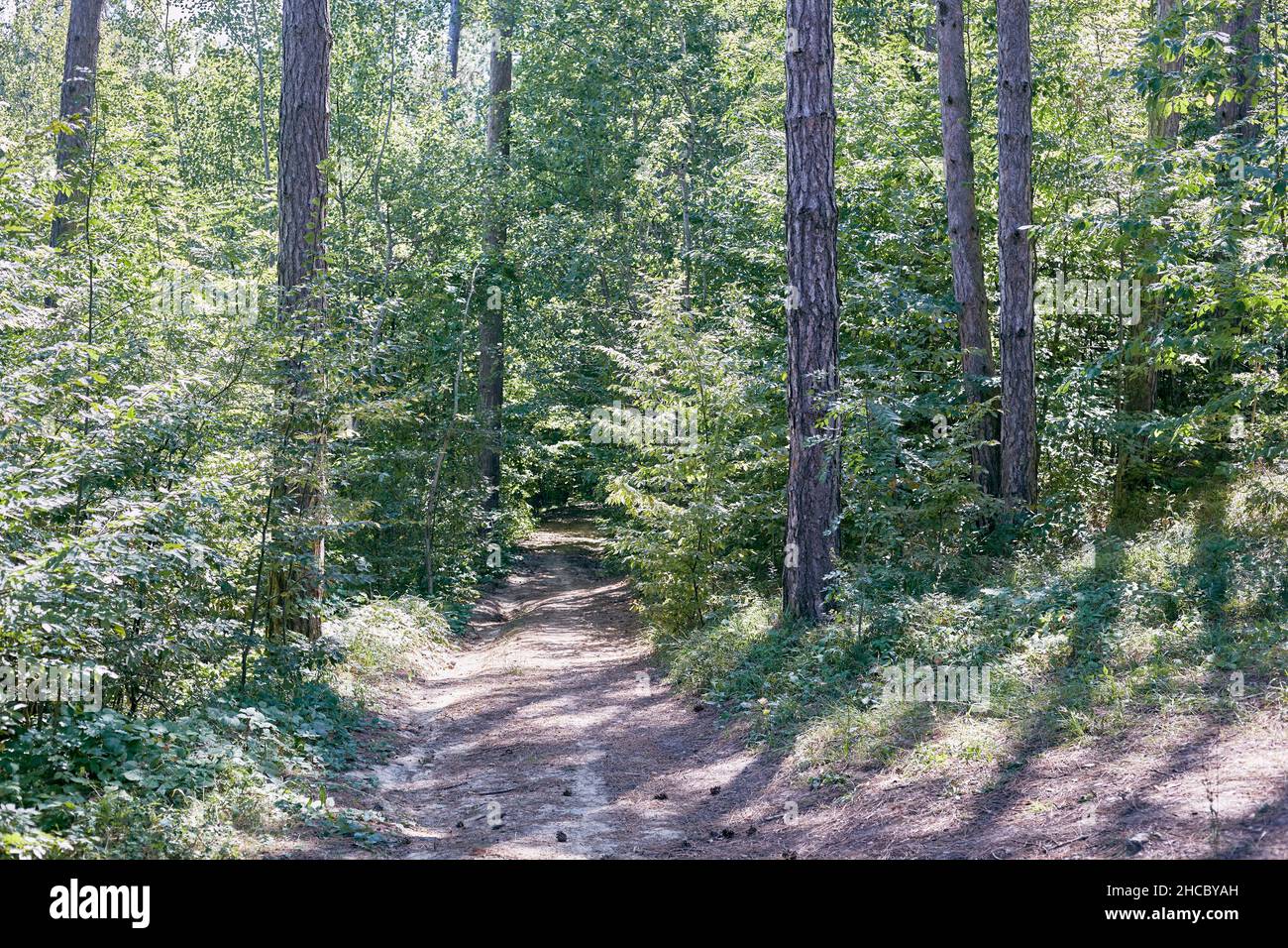 Path in a pine forest, pine cones on the path Stock Photo - Alamy