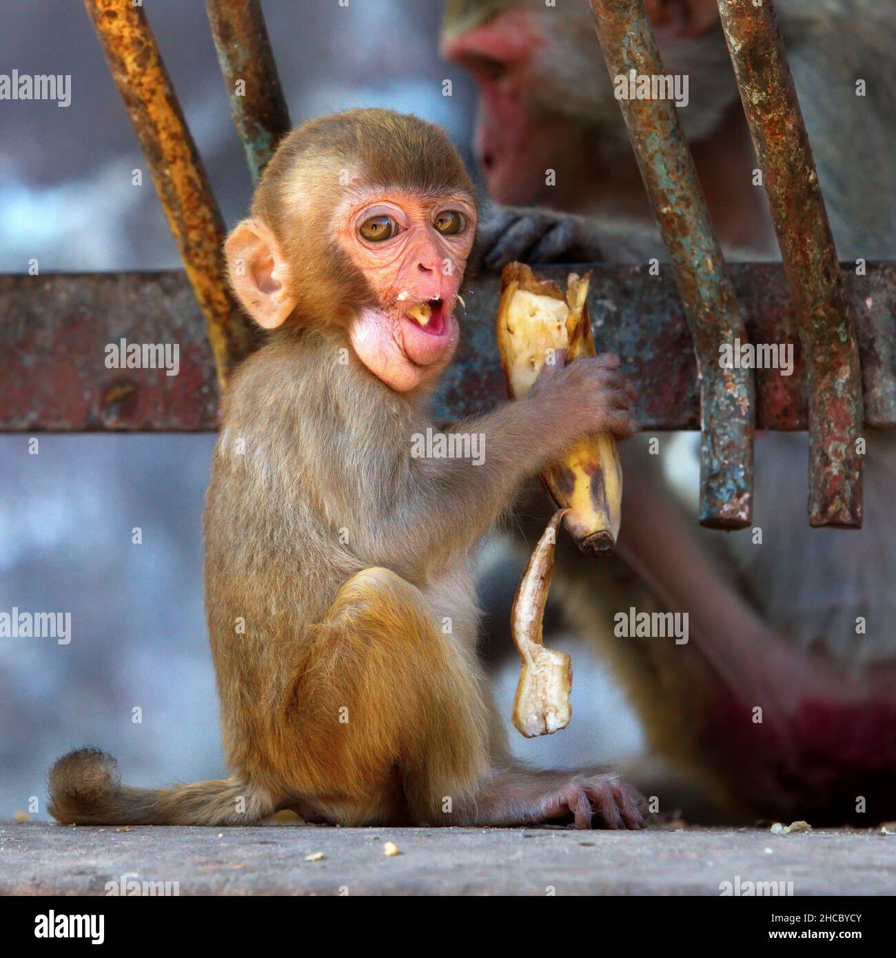 Funny Baby Monkey Pictures
