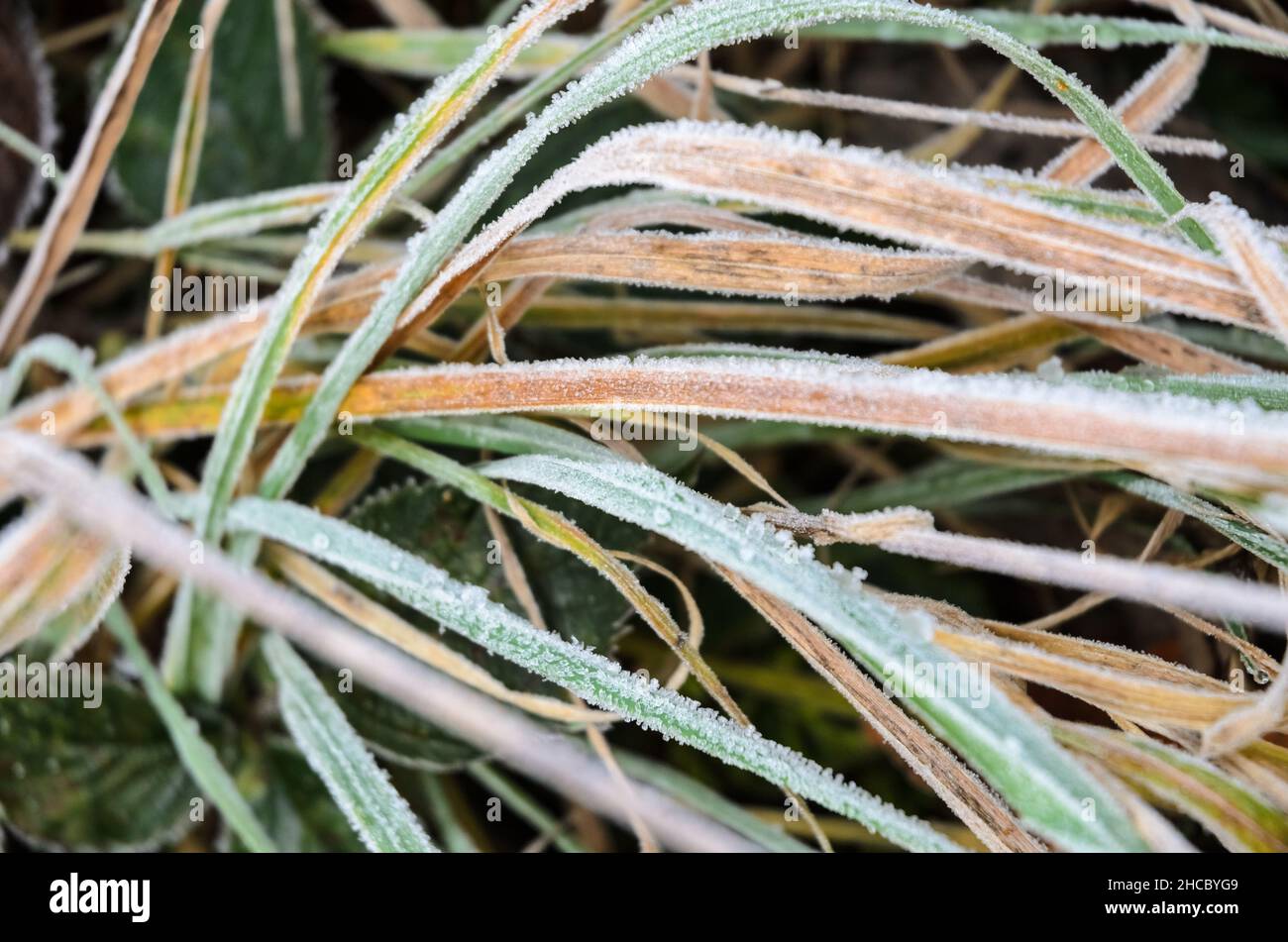 Frozen grass hi-res stock photography and images - Alamy