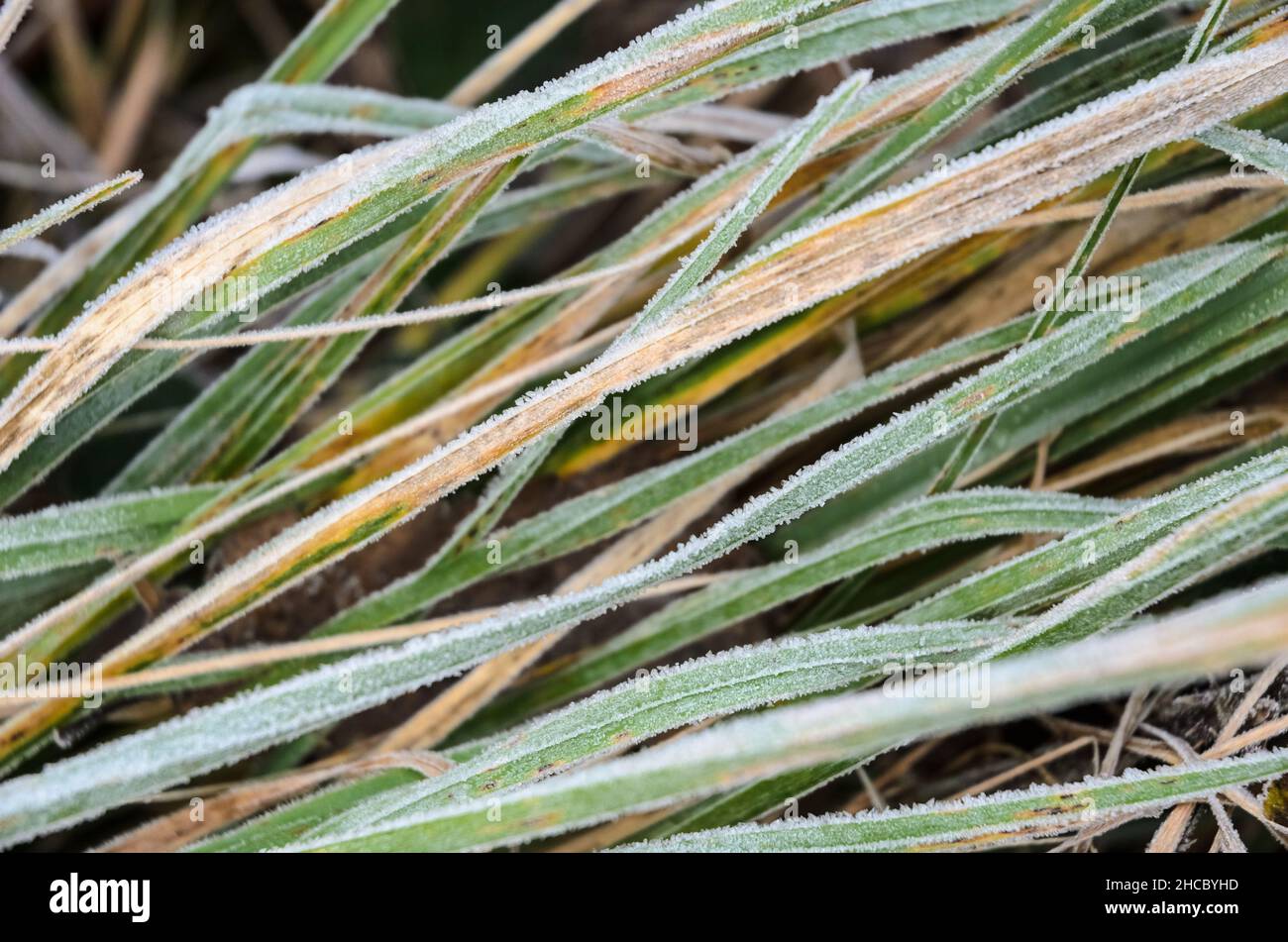 Frozen long grass hi-res stock photography and images - Alamy