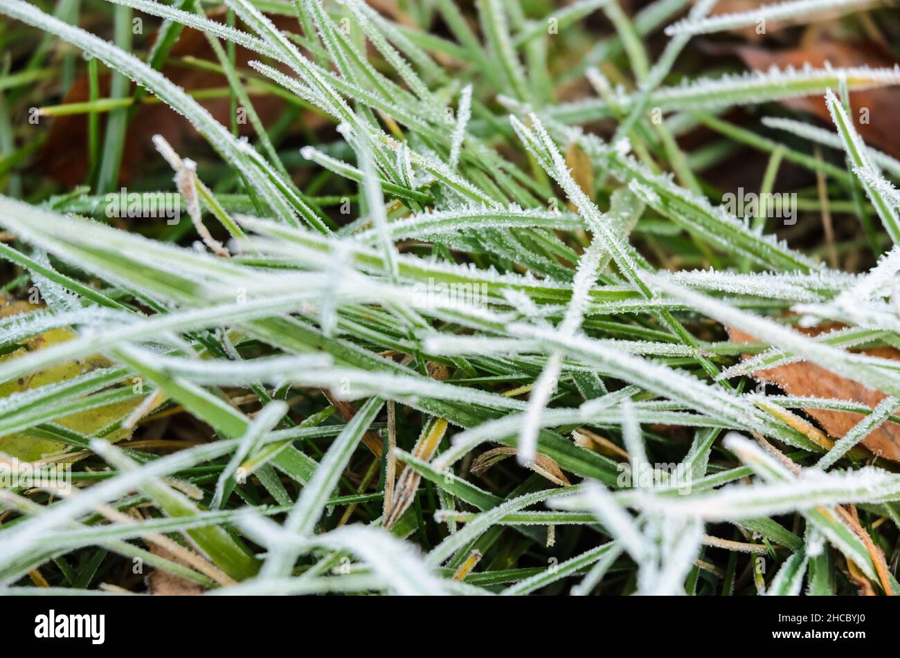 Frozen grass hi-res stock photography and images - Alamy