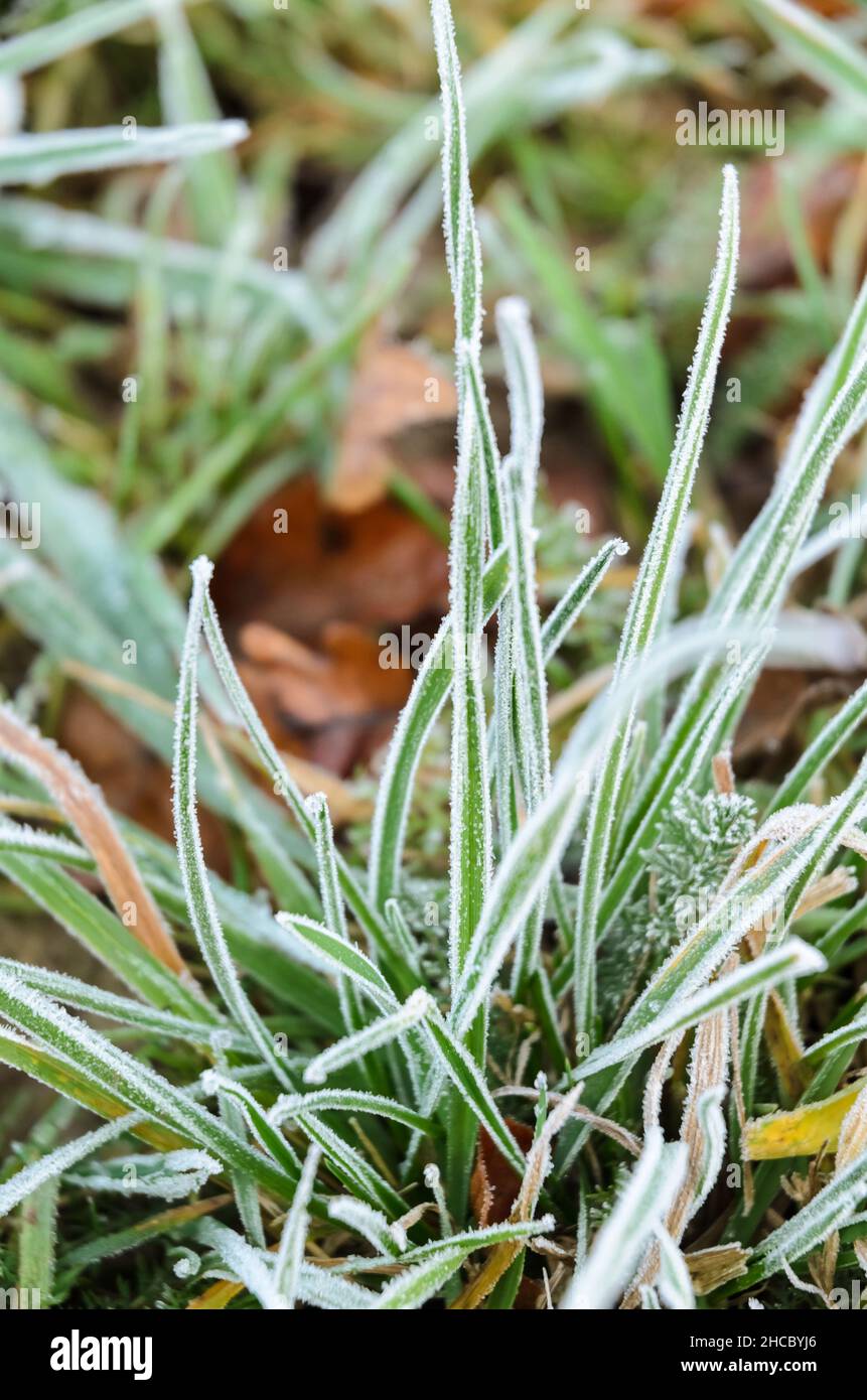 Frozen long grass hi-res stock photography and images - Alamy