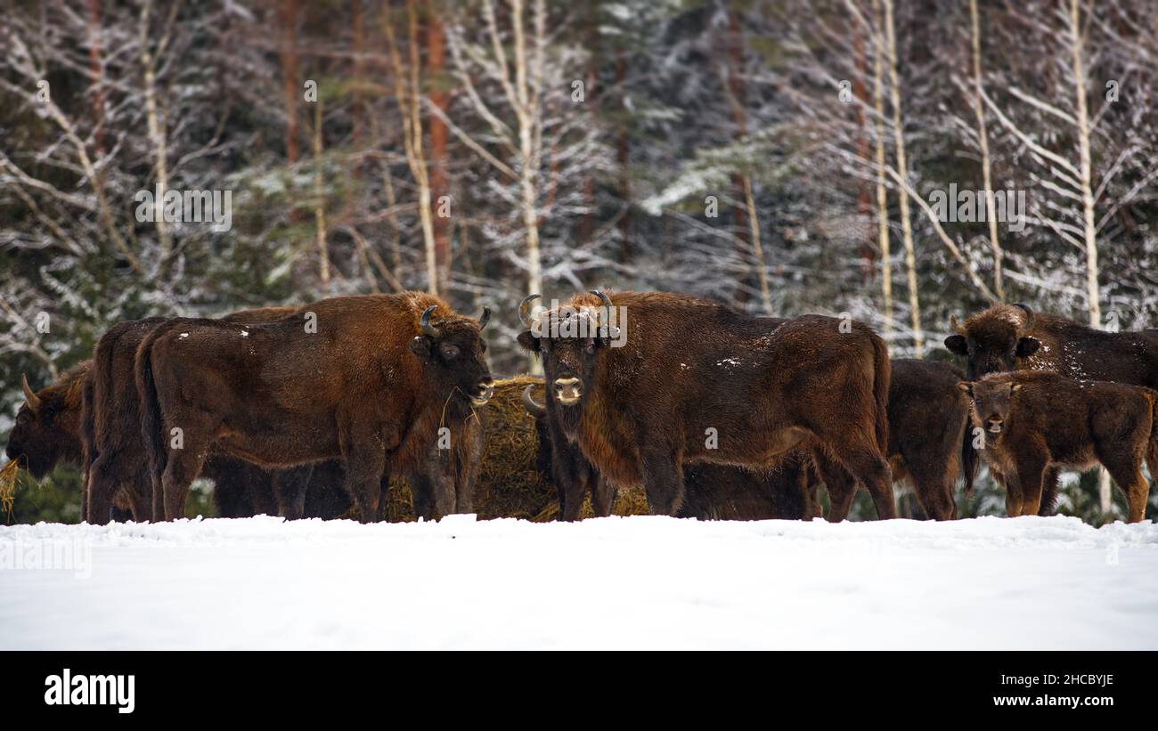 Herd of wisent in a snowy forest in Belarus Stock Photo - Alamy