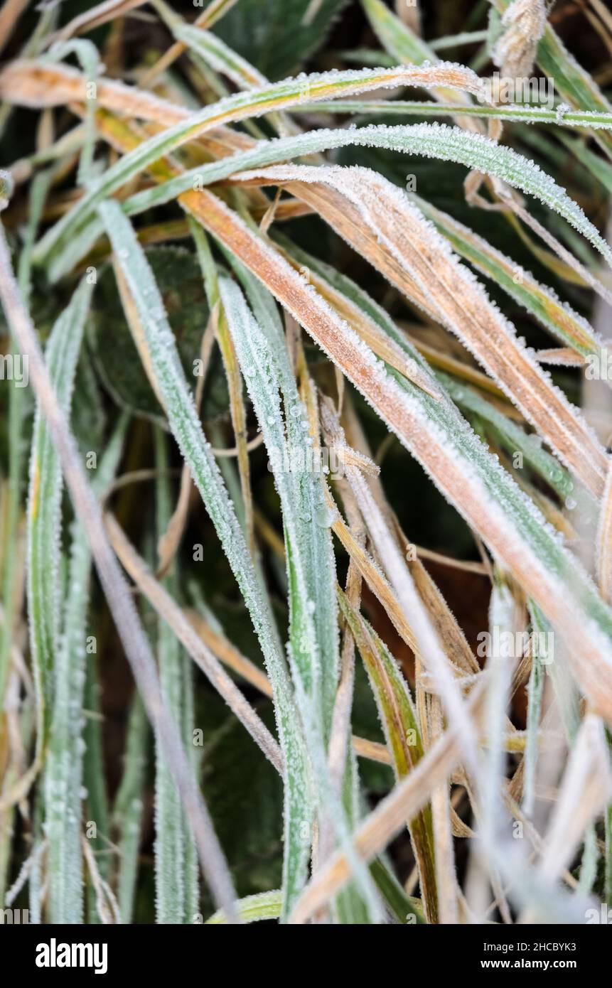 Frozen grass hi-res stock photography and images - Alamy