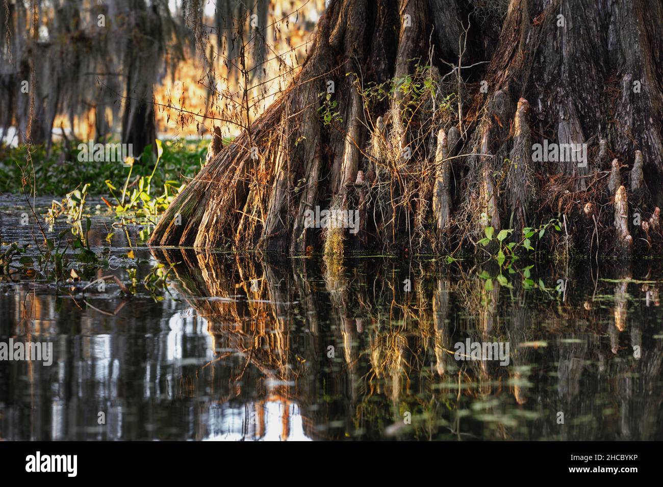 Closeup shot of a tree reflected in the water in Great Cypress Swamps ...