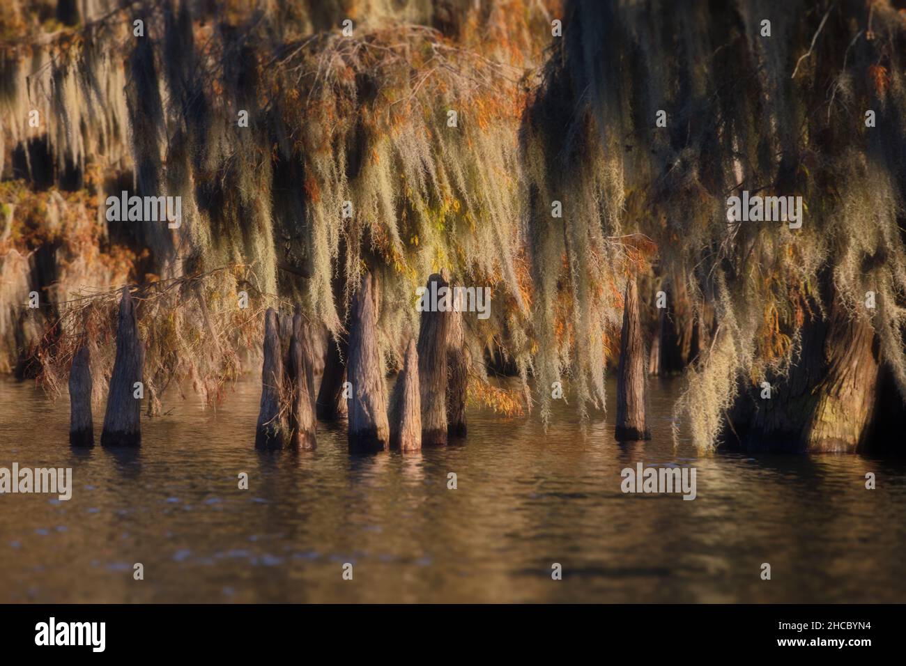 Famous swamps hi-res stock photography and images - Alamy