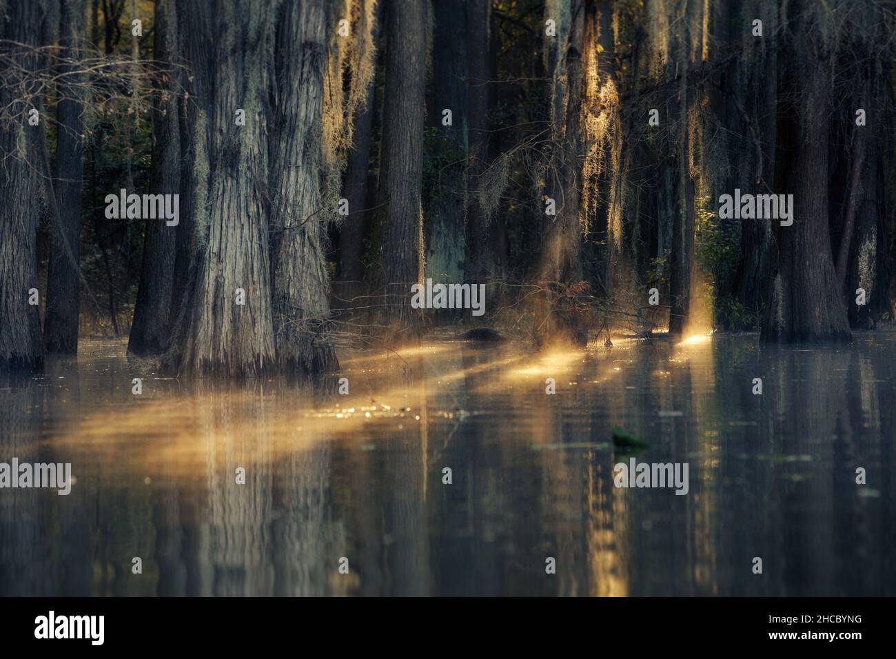 Great cypress swamps hi-res stock photography and images - Alamy