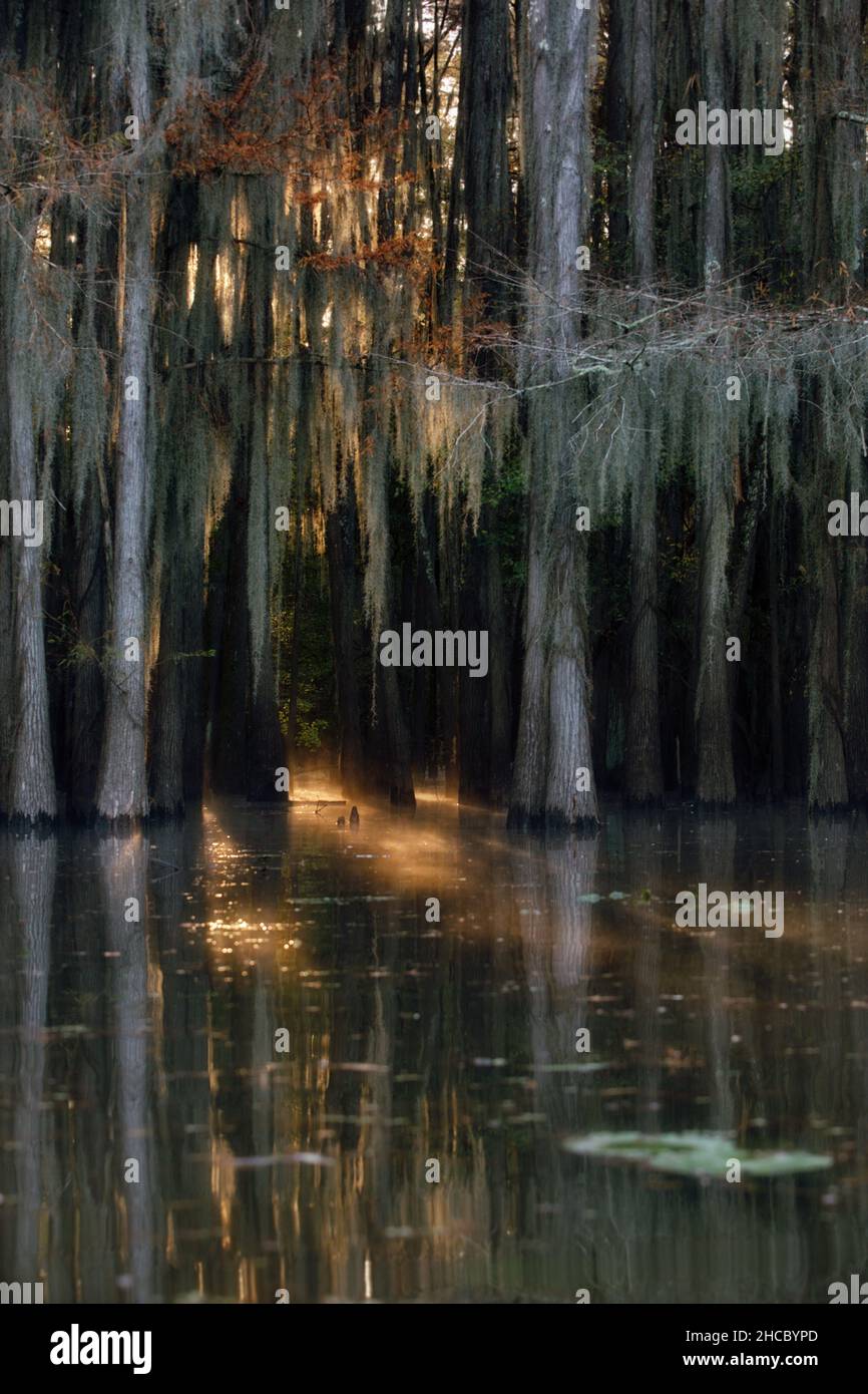 Great cypress swamps hi-res stock photography and images - Alamy