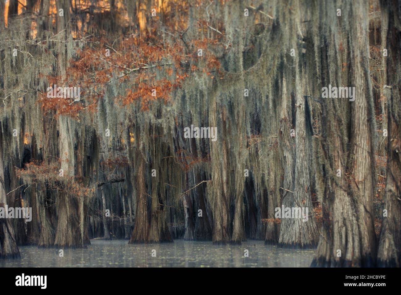 Great cypress swamps hi-res stock photography and images - Alamy