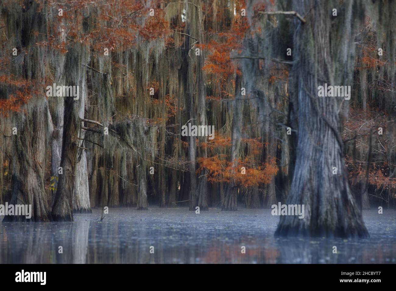 Nature in Great Cypress Swamps, USA Stock Photo - Alamy