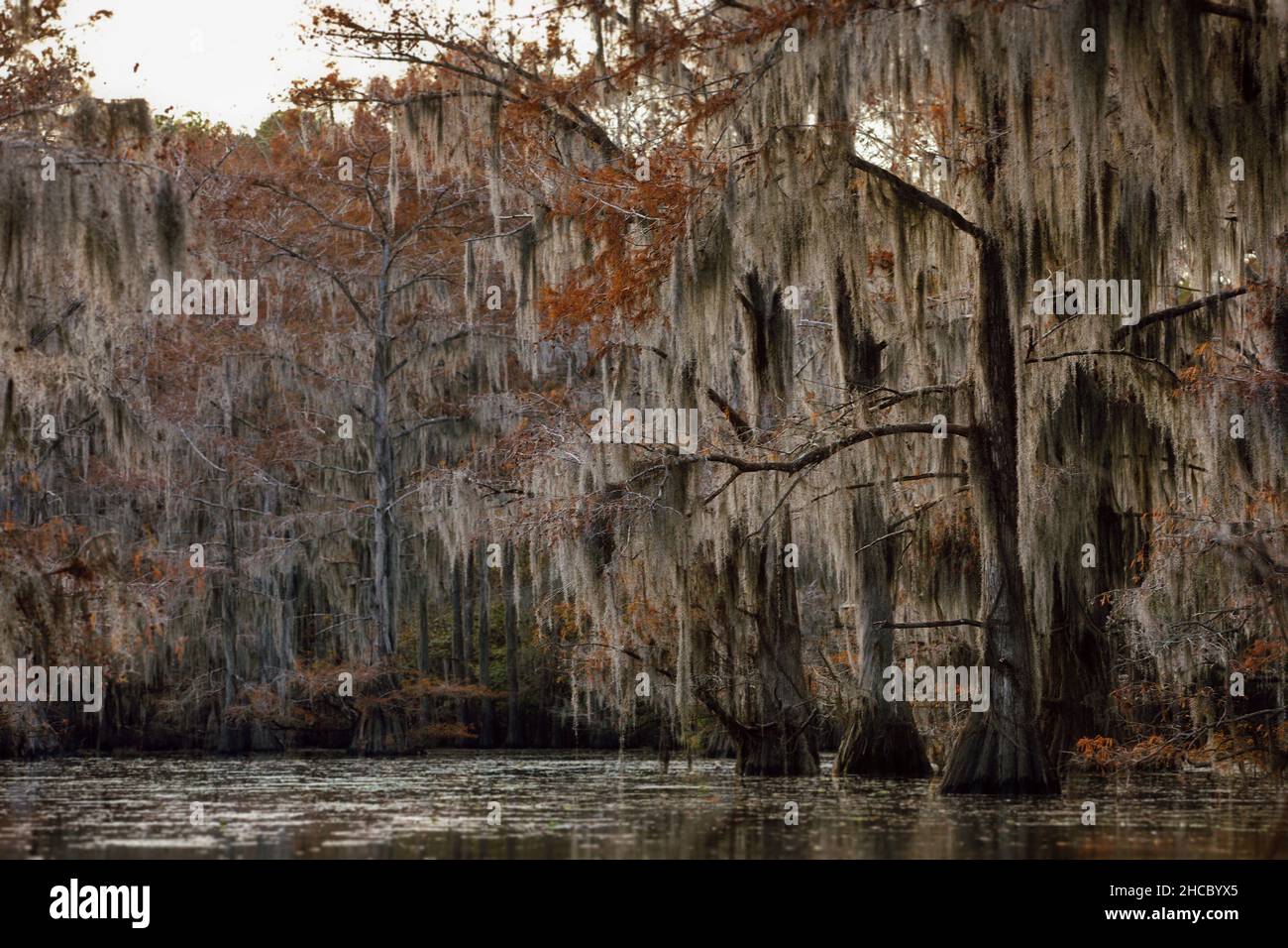 Nature in Great Cypress Swamps, USA Stock Photo - Alamy