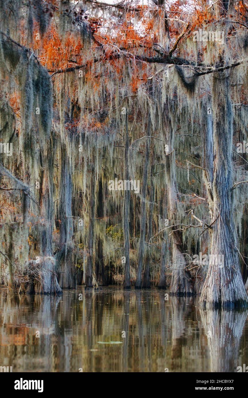 Great cypress swamps hi-res stock photography and images - Alamy