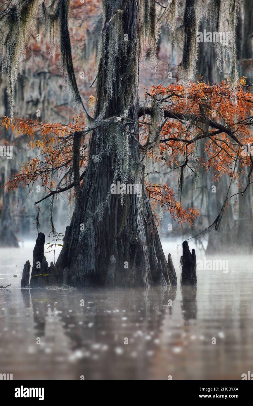 Great cypress swamps hi-res stock photography and images - Alamy