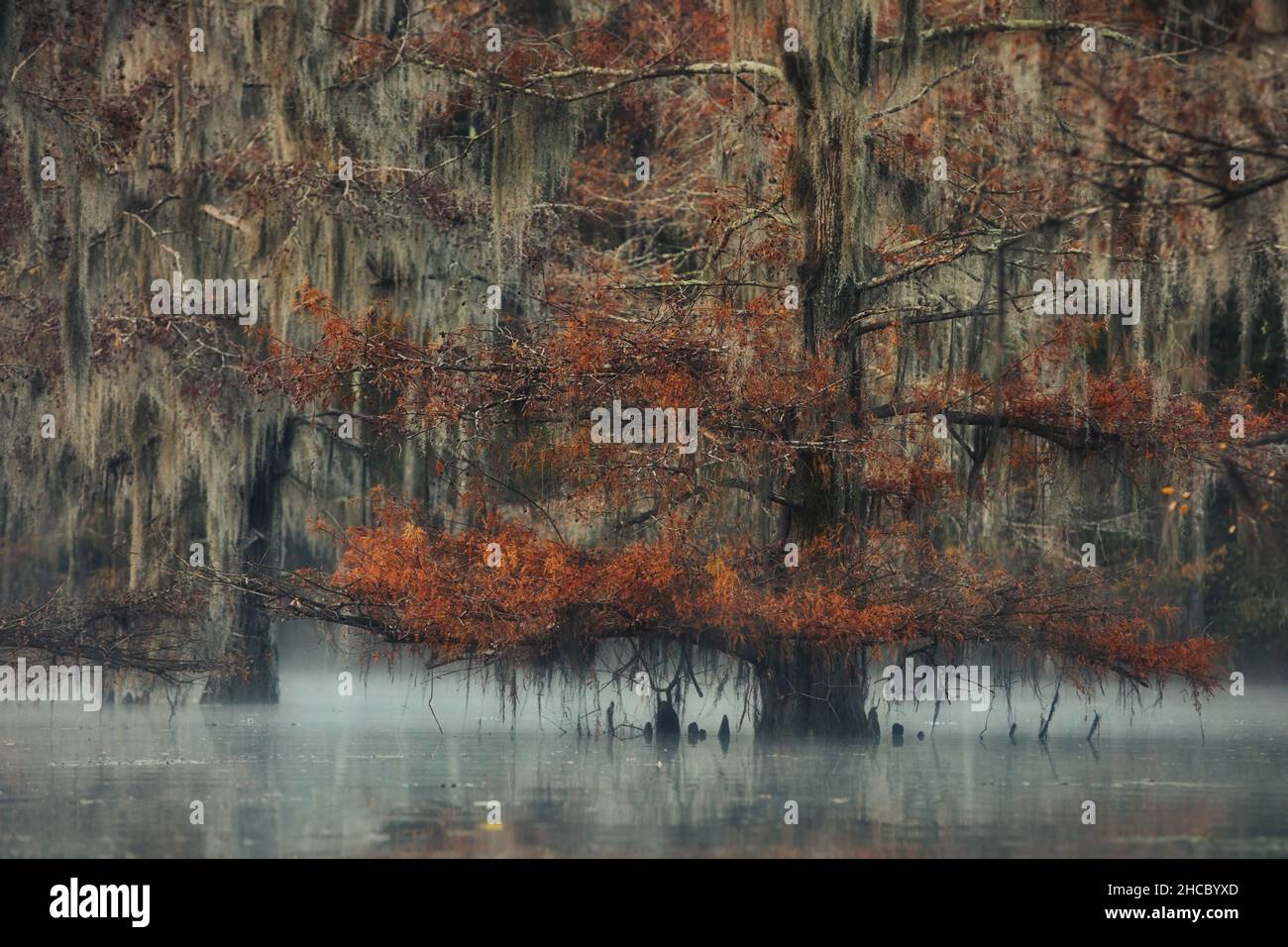 Scenery in Great Cypress Swamps, USA Stock Photo - Alamy