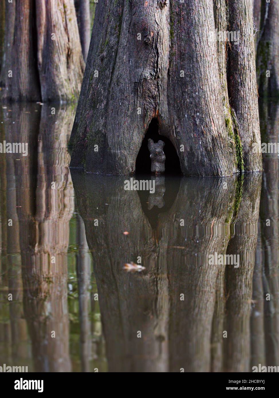 A vertical shot of a tree trunk reflected in the water in Great Cypress ...