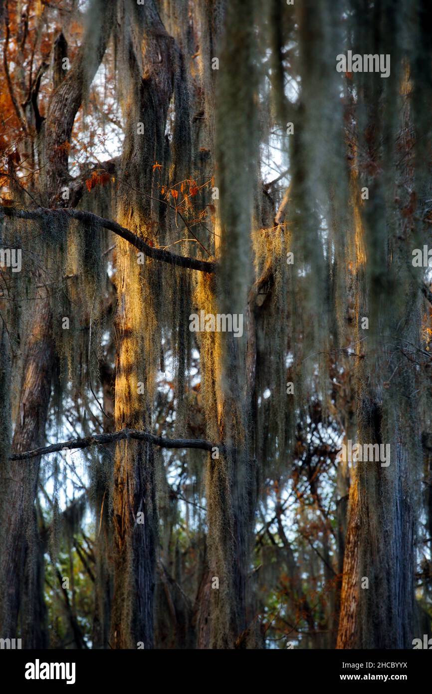 Vertical shot of colorful trees reflected in the water in Great Cypress ...