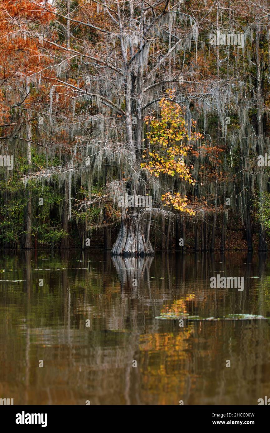 Great cypress swamps hi-res stock photography and images - Alamy