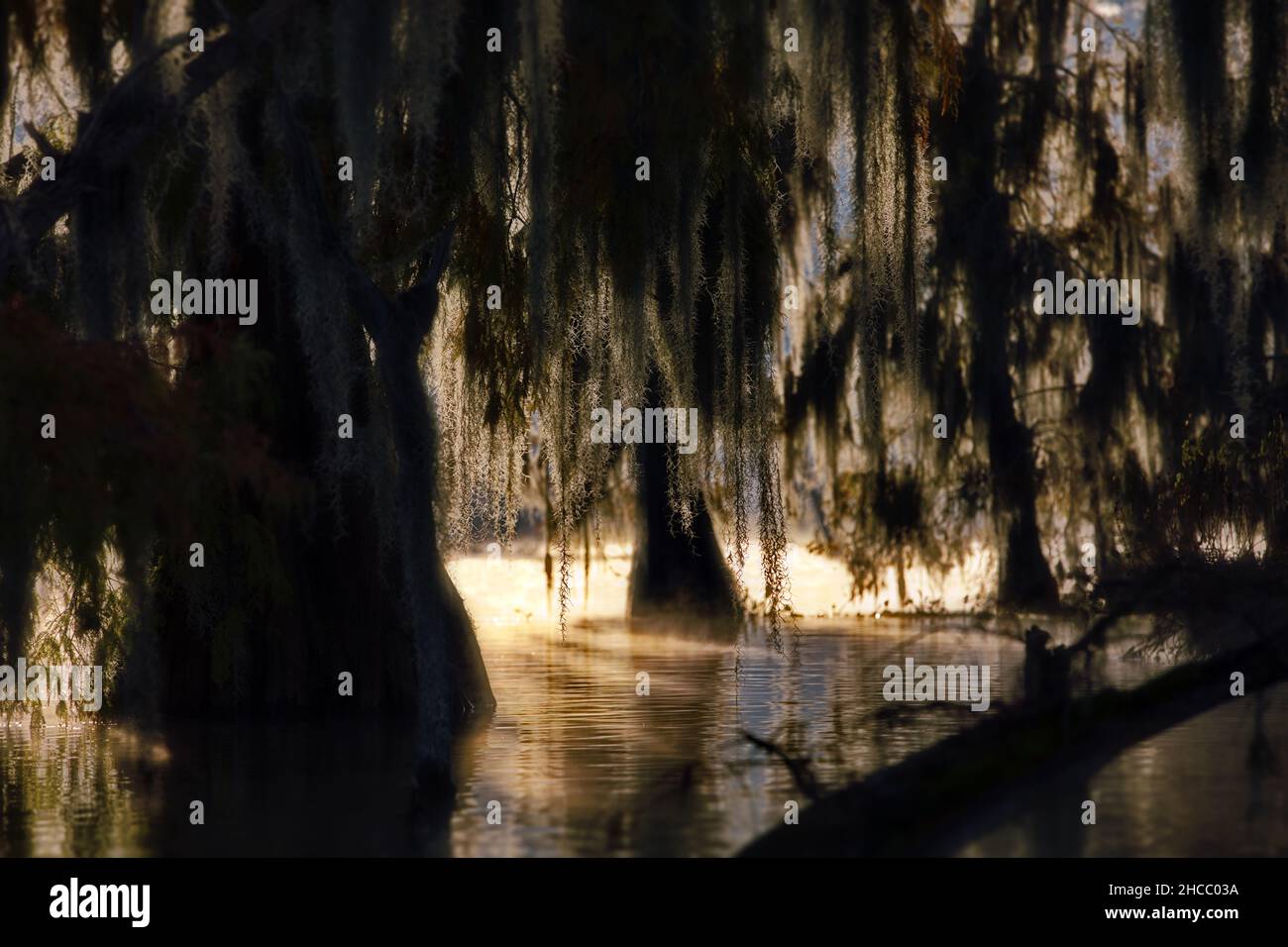 Beautiful shot of a gloomy day on the Cypress swamps with hanging tree ...