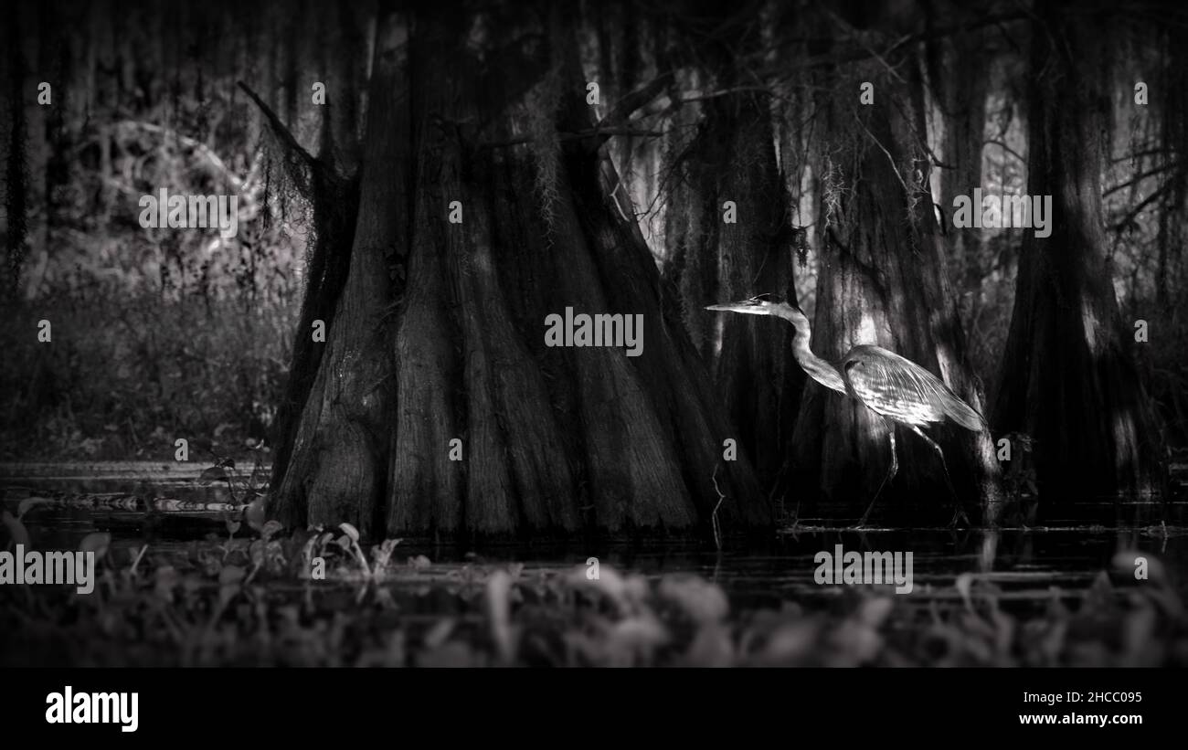 Creepy forest cypress hi-res stock photography and images - Alamy