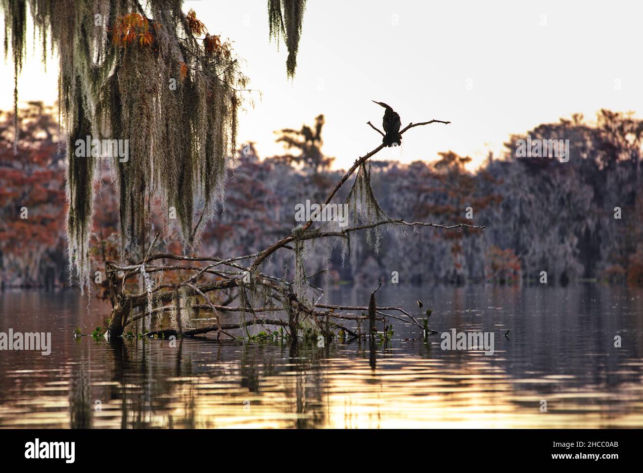 Southern swamps hi-res stock photography and images - Alamy