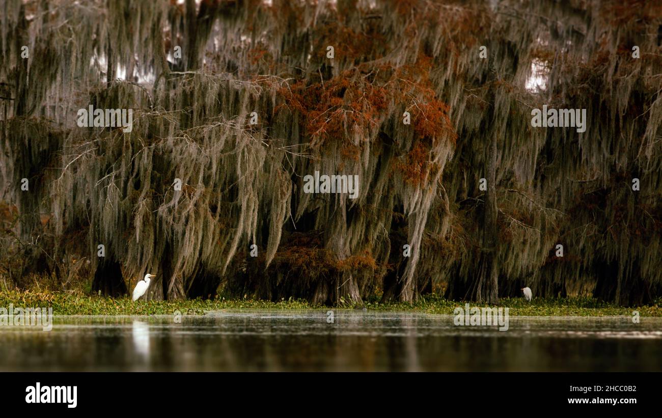 Coniferous swamps hi-res stock photography and images - Alamy