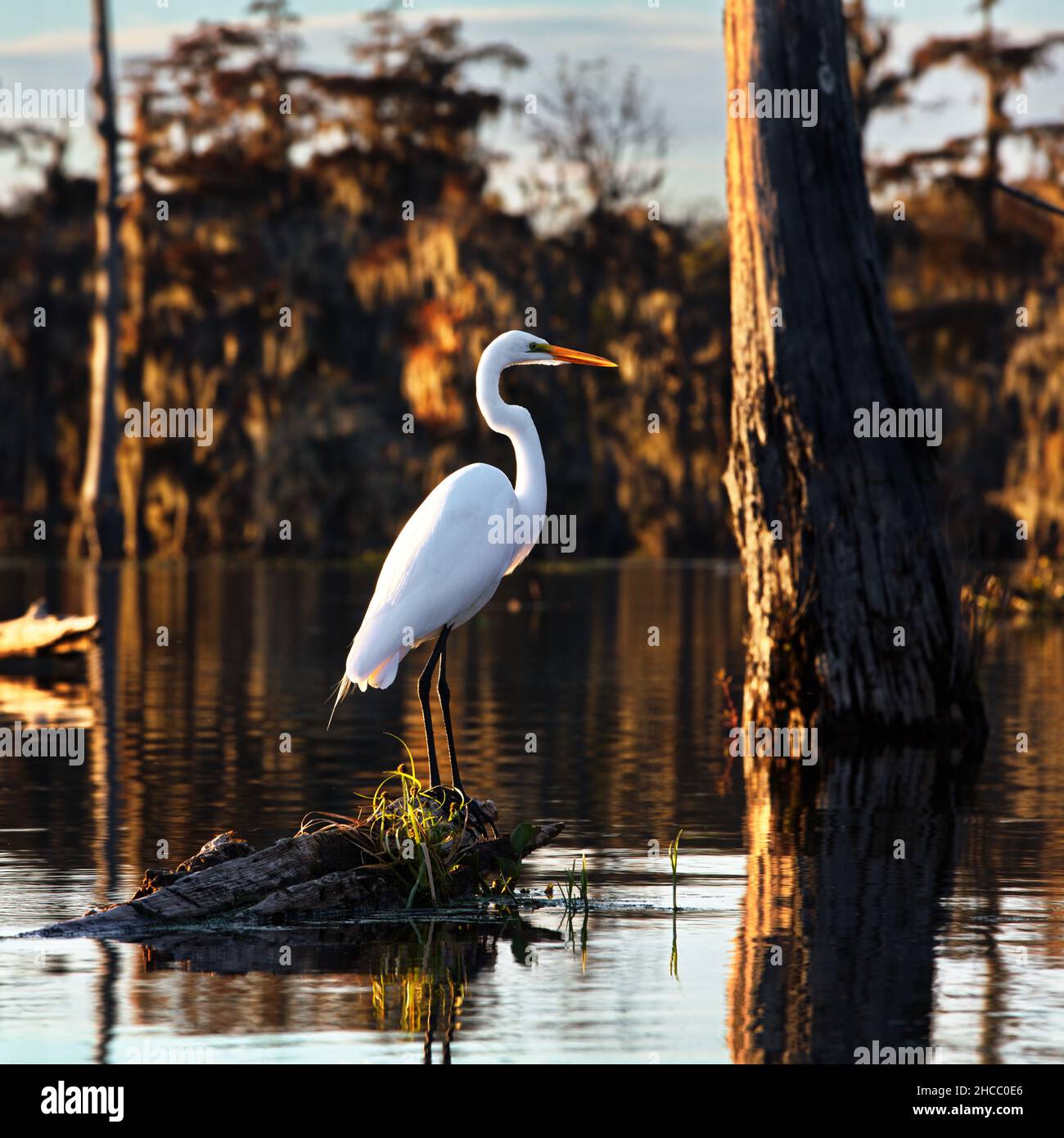 Swamps bird hi-res stock photography and images - Alamy