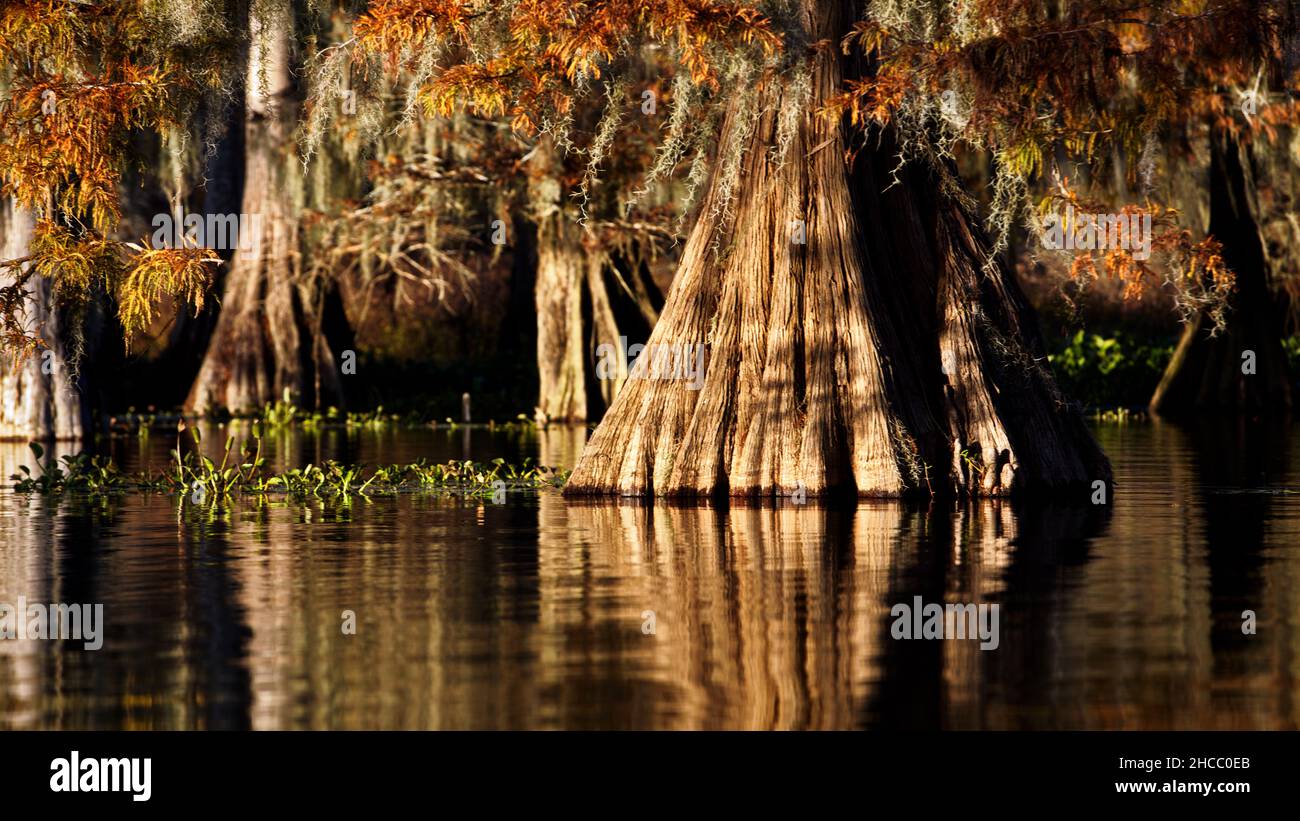 Beautiful view of the Cypress swamps, USA Stock Photo - Alamy