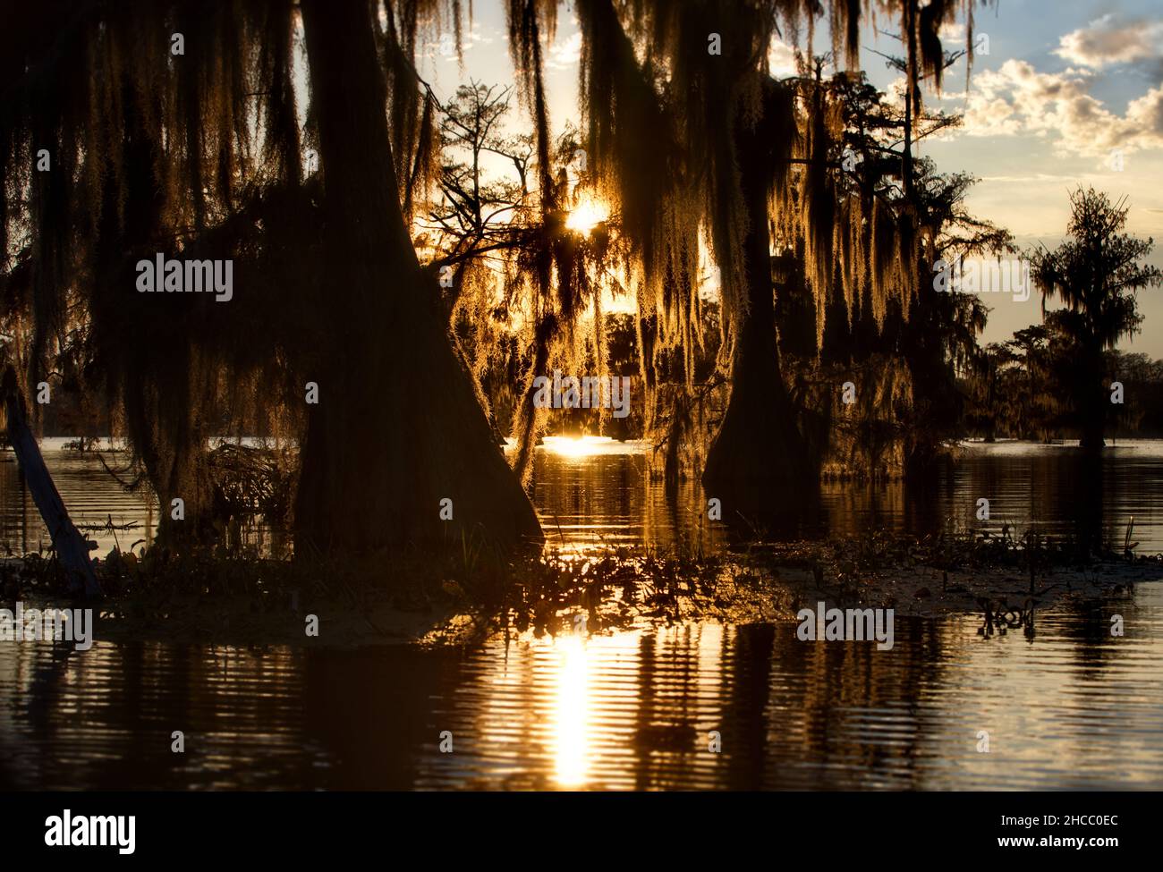 Southern swamps hi-res stock photography and images - Alamy
