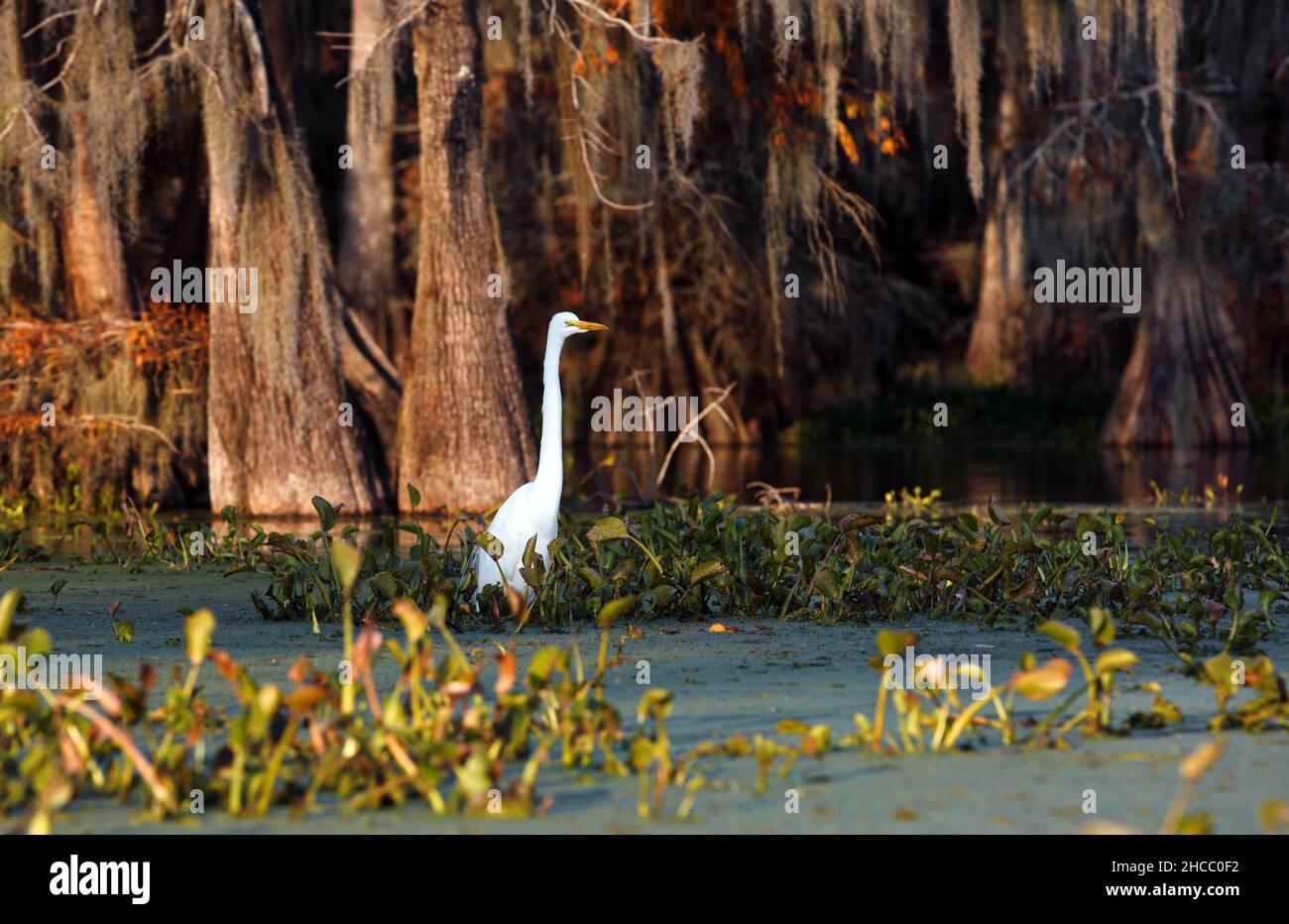 Nature swamp wildlife egret hi-res stock photography and images - Alamy