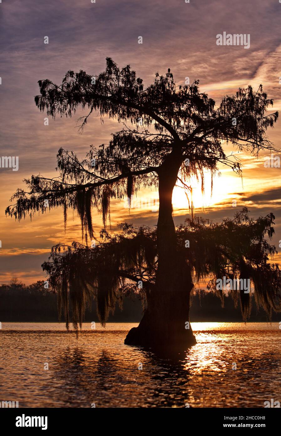 Cypress swamps hi-res stock photography and images - Alamy