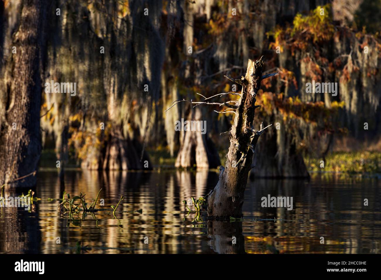 Swamps in autumn forest hi-res stock photography and images - Alamy