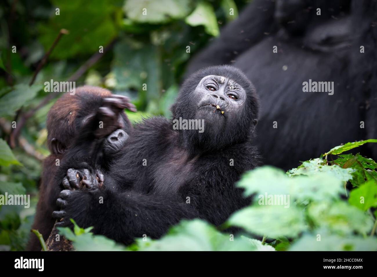 Baby chimpanzee hi-res stock photography and images - Alamy