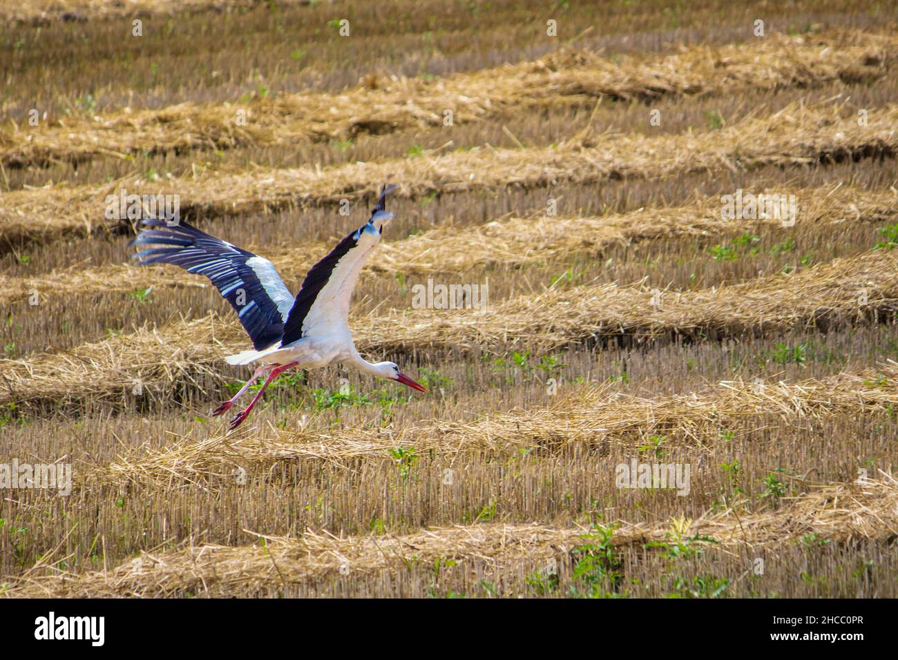 Mowed over hi-res stock photography and images - Alamy