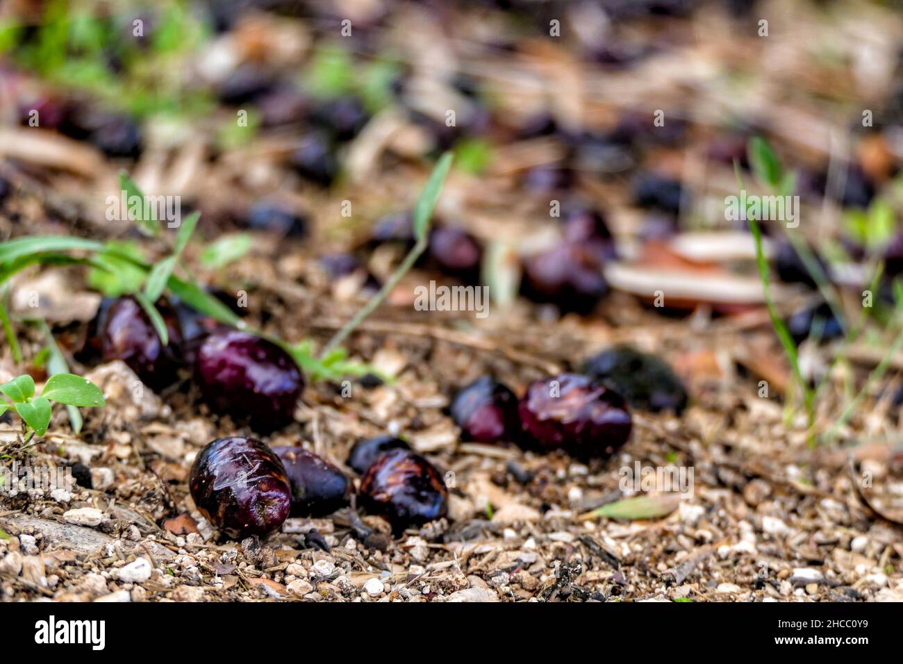 Terrestrial fruits hi-res stock photography and images - Alamy