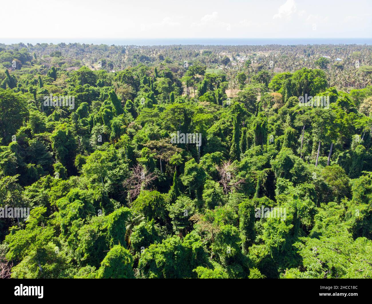 Beautiful drone aerial view of jungle tree tops Amazon primary ...