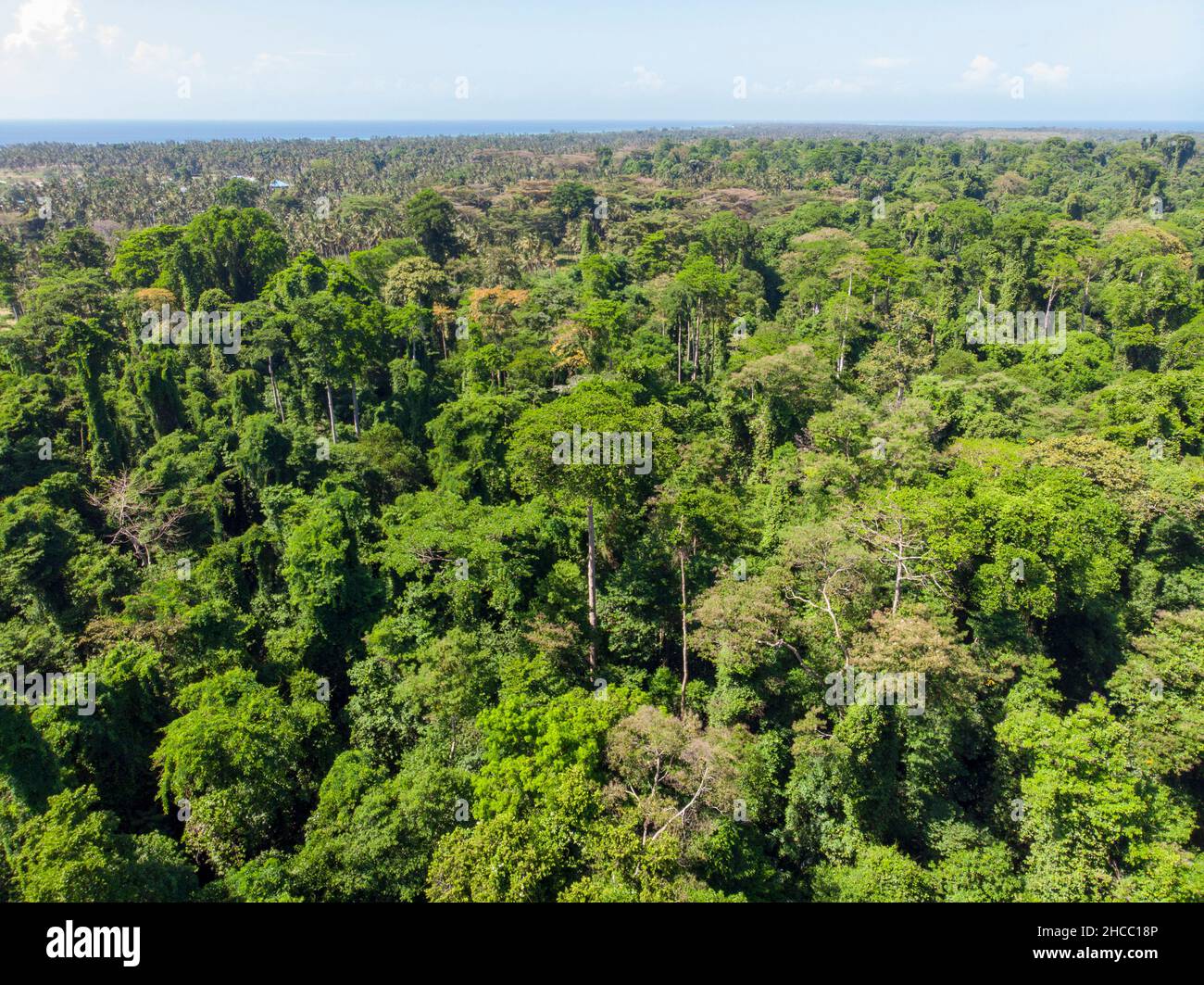 Beautiful drone aerial view of jungle tree tops Amazon primary ...