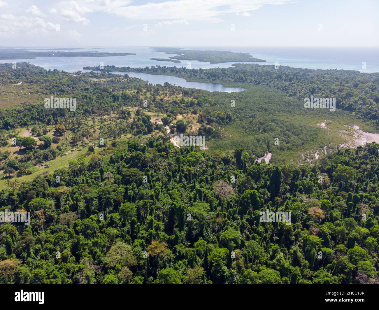 Beautiful drone aerial view of jungle tree tops Amazon primary ...