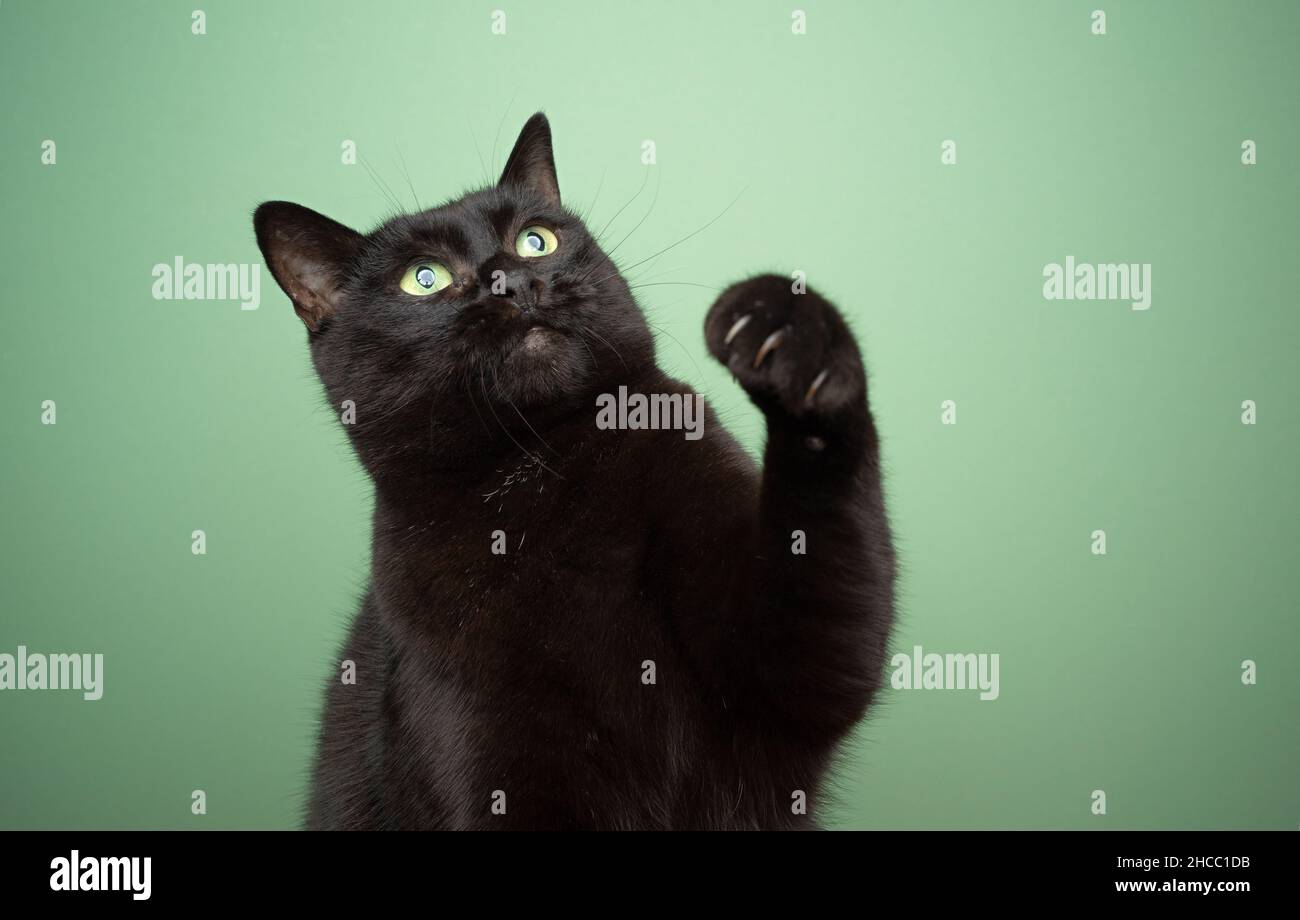 playful black cat on green background reaching up raising paw Stock ...