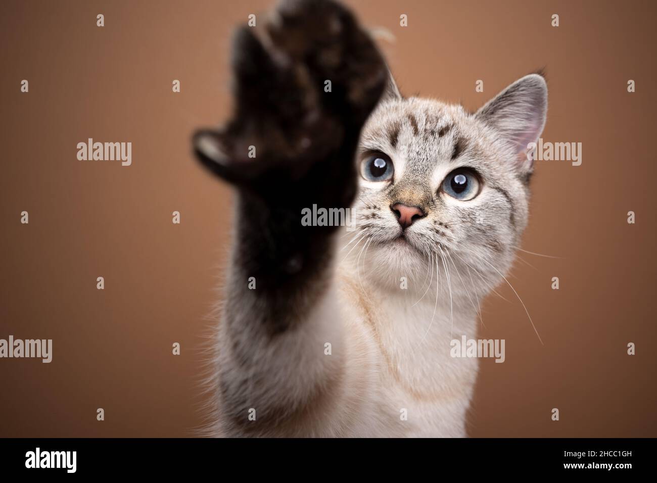 playful cat reaching for camera with paw looking curiously on brown ...