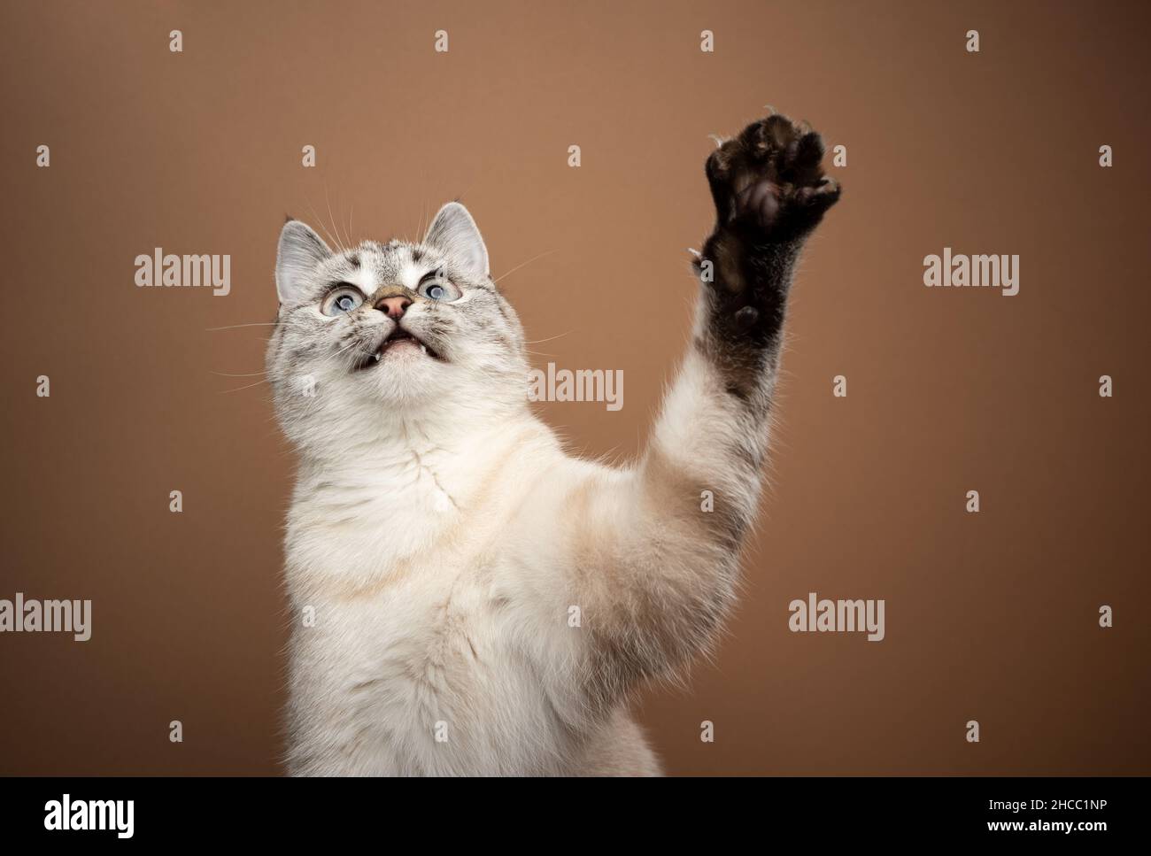 playing cat raising up paw looking up on brown background with copy ...
