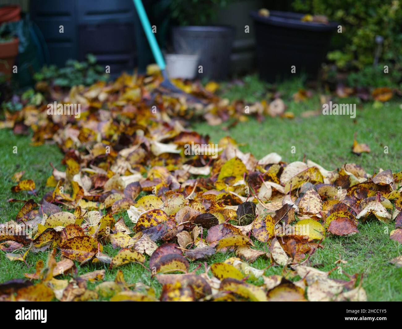Garden leaf rake December winter apple tree leaves Stock Photo - Alamy