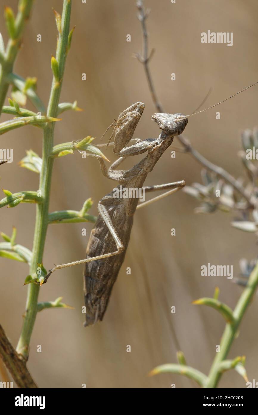 Close up of a brown small praying mantis , Ameles decolor from the Gard ...