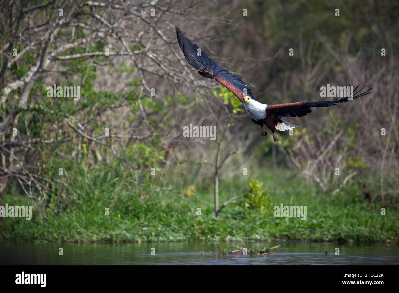 African fish eagle flying over the lake in Uganda during daylight Stock ...