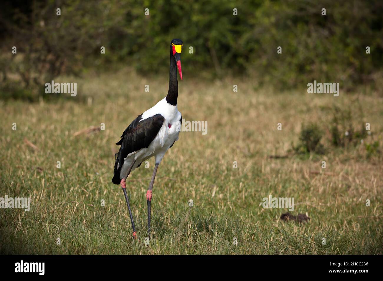 Stork in an open field in Uganda Stock Photo - Alamy