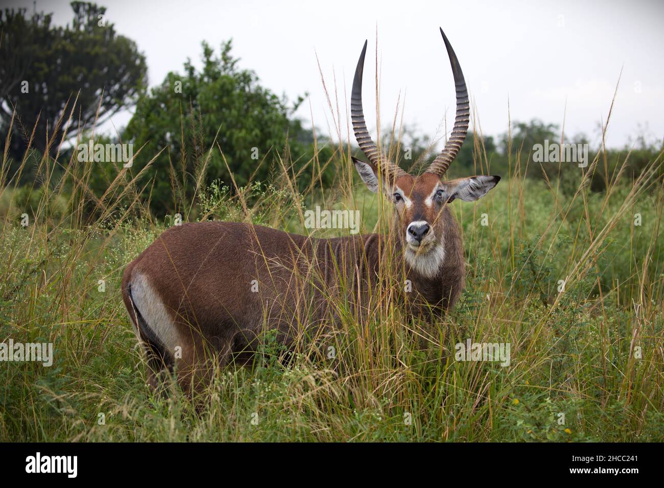 Antelope in a field in Uganda Stock Photo - Alamy