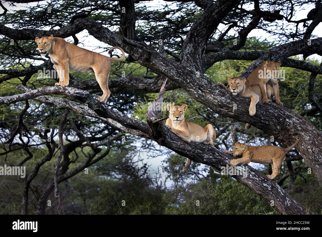 Group of lions and cubs on a tree in Tanzania Stock Photo - Alamy