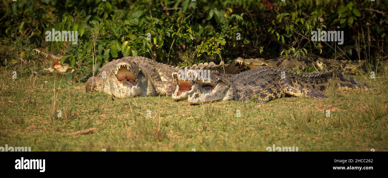 Field with large scary crocodiles in Uganda during daylight Stock Photo ...